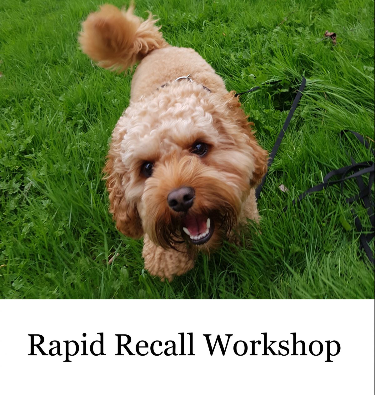 Workshop – Rapid Recall Part 2 - My Happy Dog